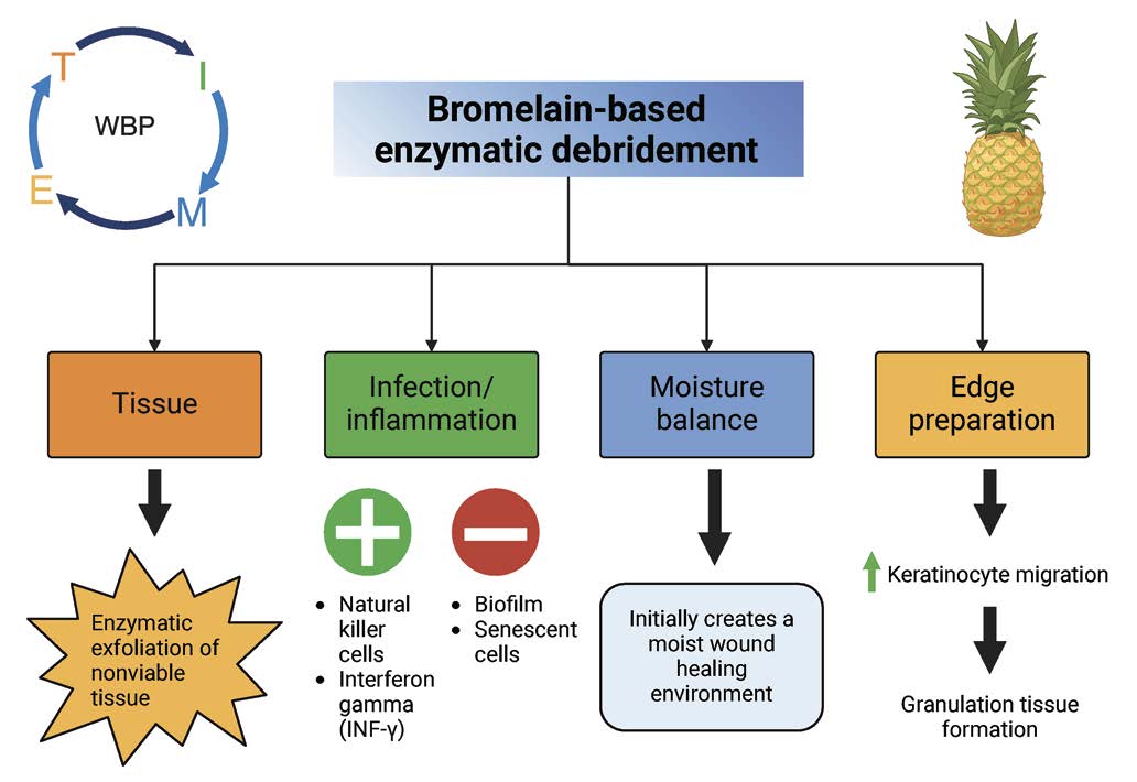 Bromelain-Based Enzymatic Debridement: Mechanism of Action in the Wound ...