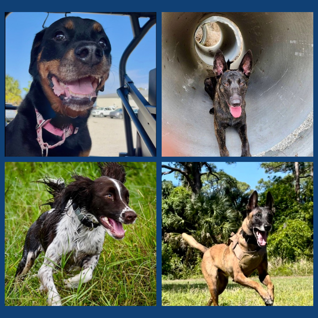 Sarasota K9 Search and Rescue Aids First Responder Efforts